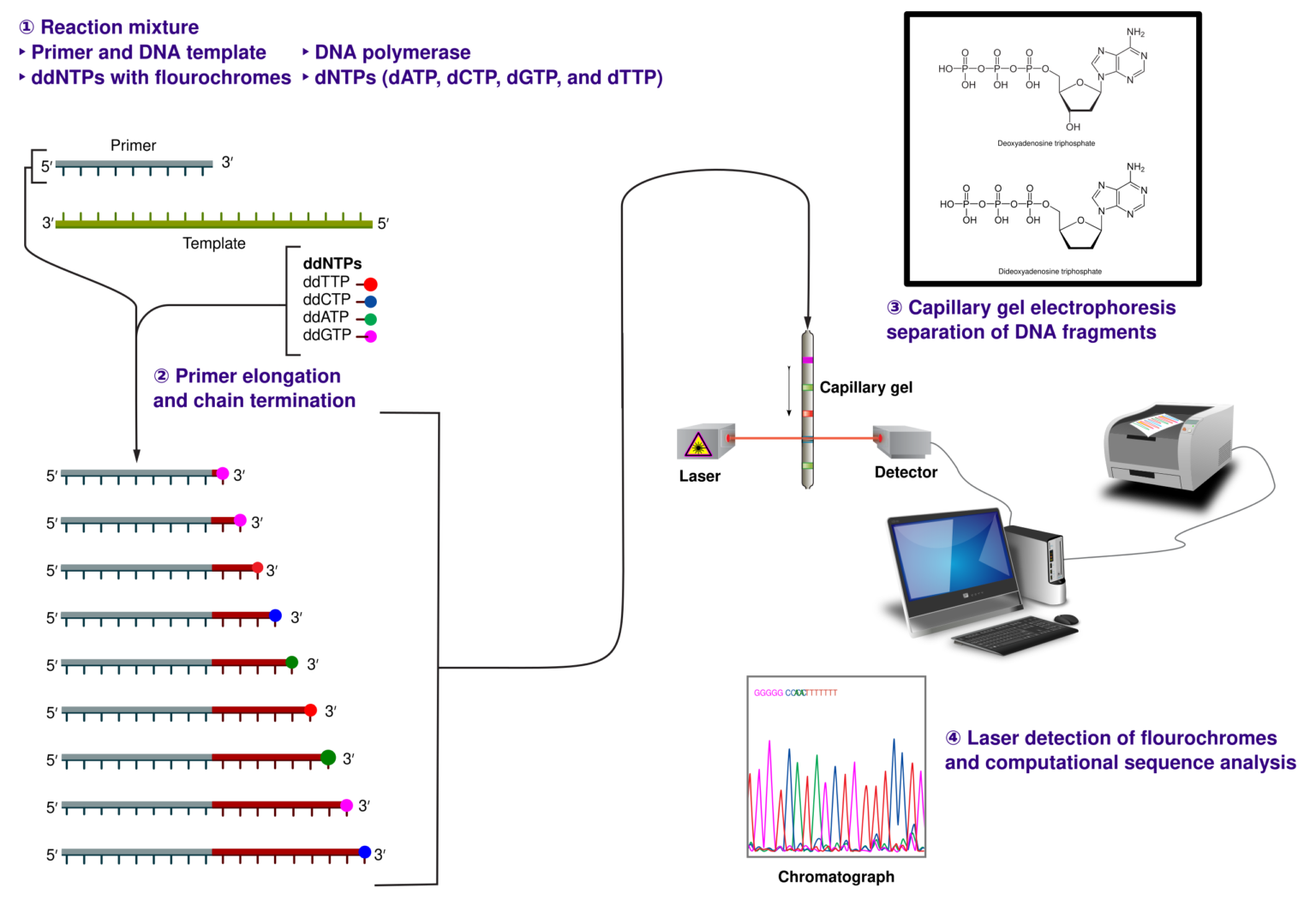 The Beginner's guide to bulk RNA-Seq Analysis - SilicoGene